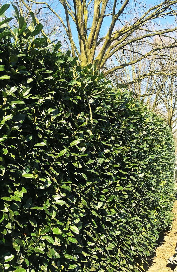 Laurbærkirsebær 'Genolia' (Prunus Laur. 'Genolia') • Plantinavia Danmark